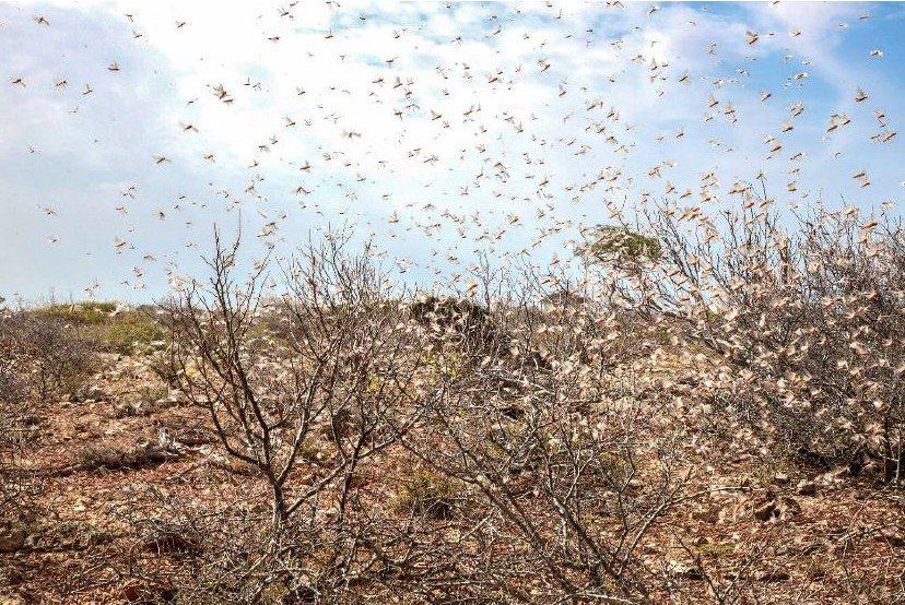 FSNWG Regional Desert Locust Impact Assessment Report - ICPAC
