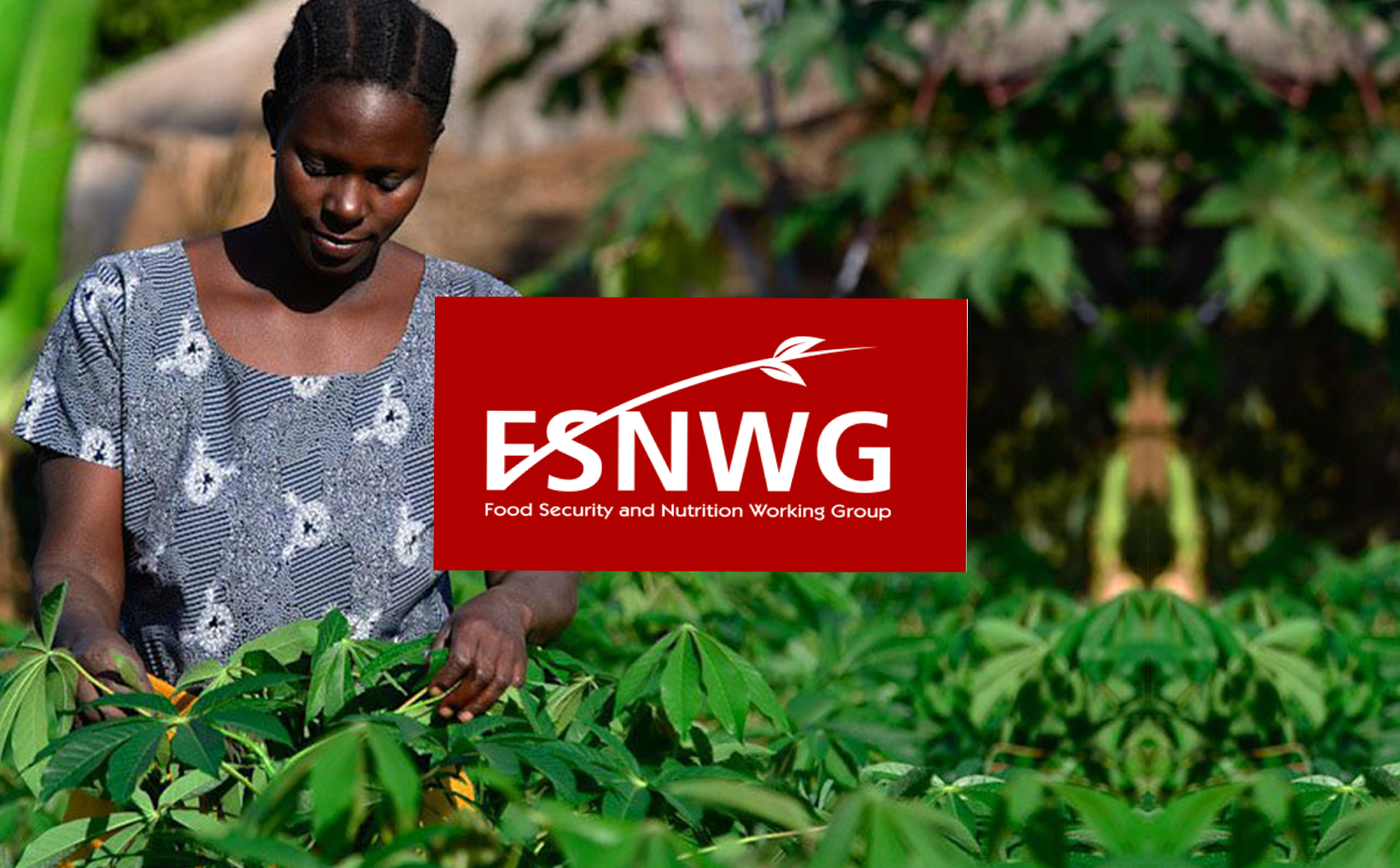 Participatory Integrated Climate Services for Agriculture (PICSA ...